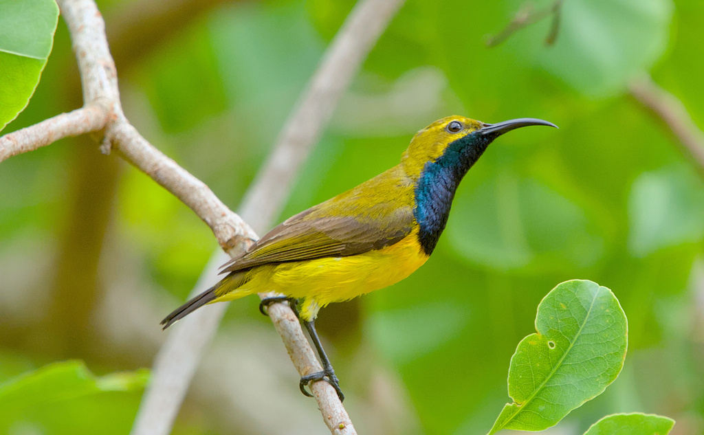 Sahul Sunbird from Cairns QLD, Australia on October 19, 2023 at 09:04 ...