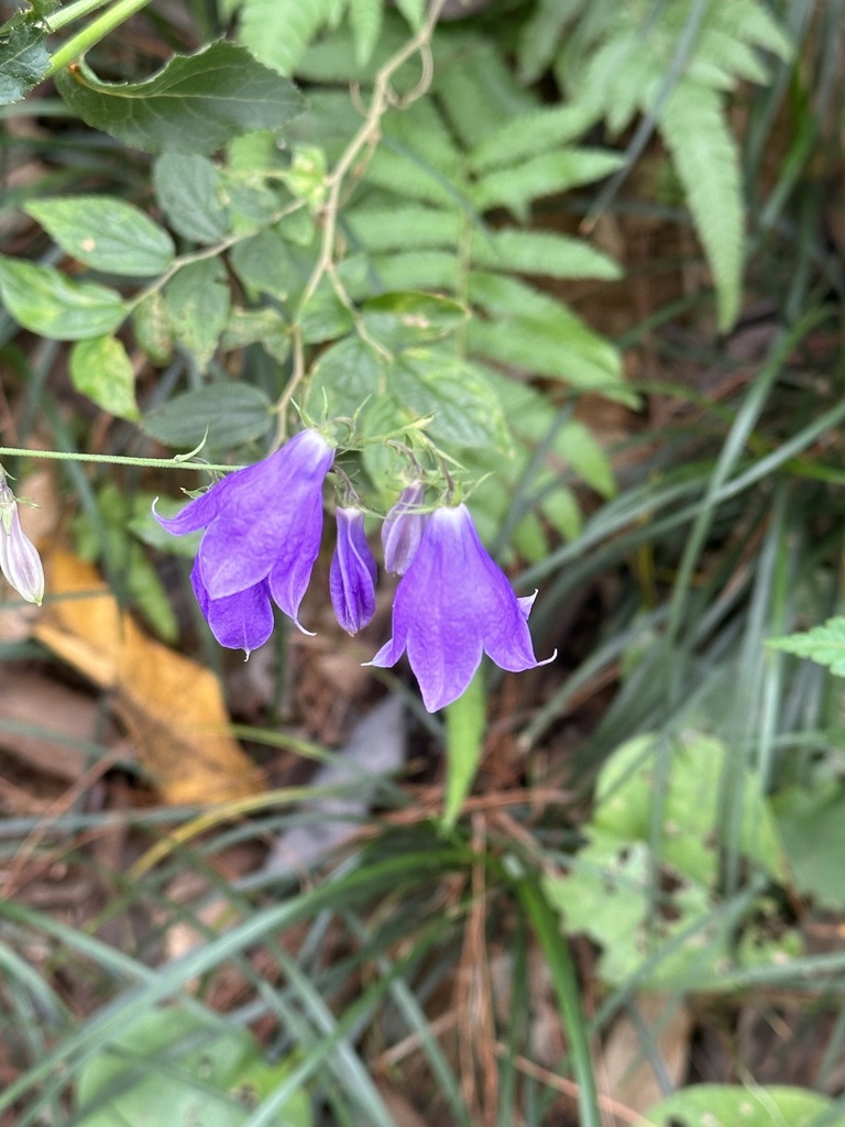 Adenophora stricta from 东湖生态旅游风景区, 武汉市, 湖北省, CN on October 19, 2023 at ...