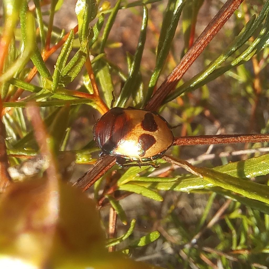 Red Jewel Bug from Narrogin WA 6312, Australia on October 29, 2023 at ...