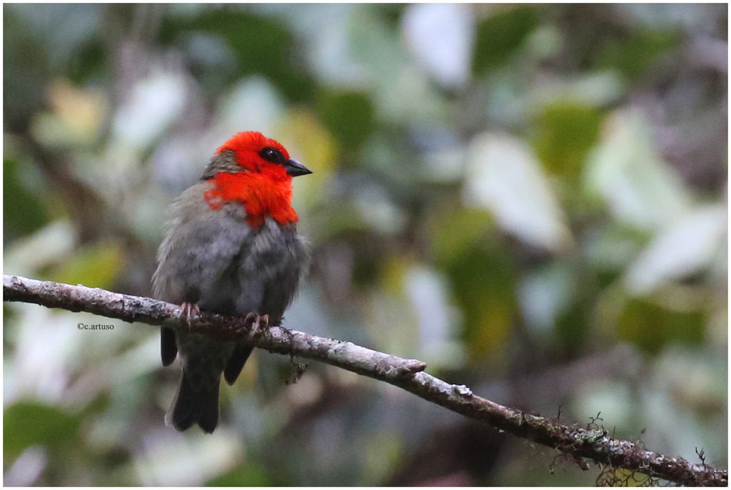Forest Fody from Laroka Forest, Madagascar on September 25, 2023 at 11: ...