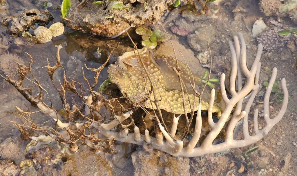 Rumphella from Port Hedland, WA, Australia on October 29, 2023 at 04:33 ...