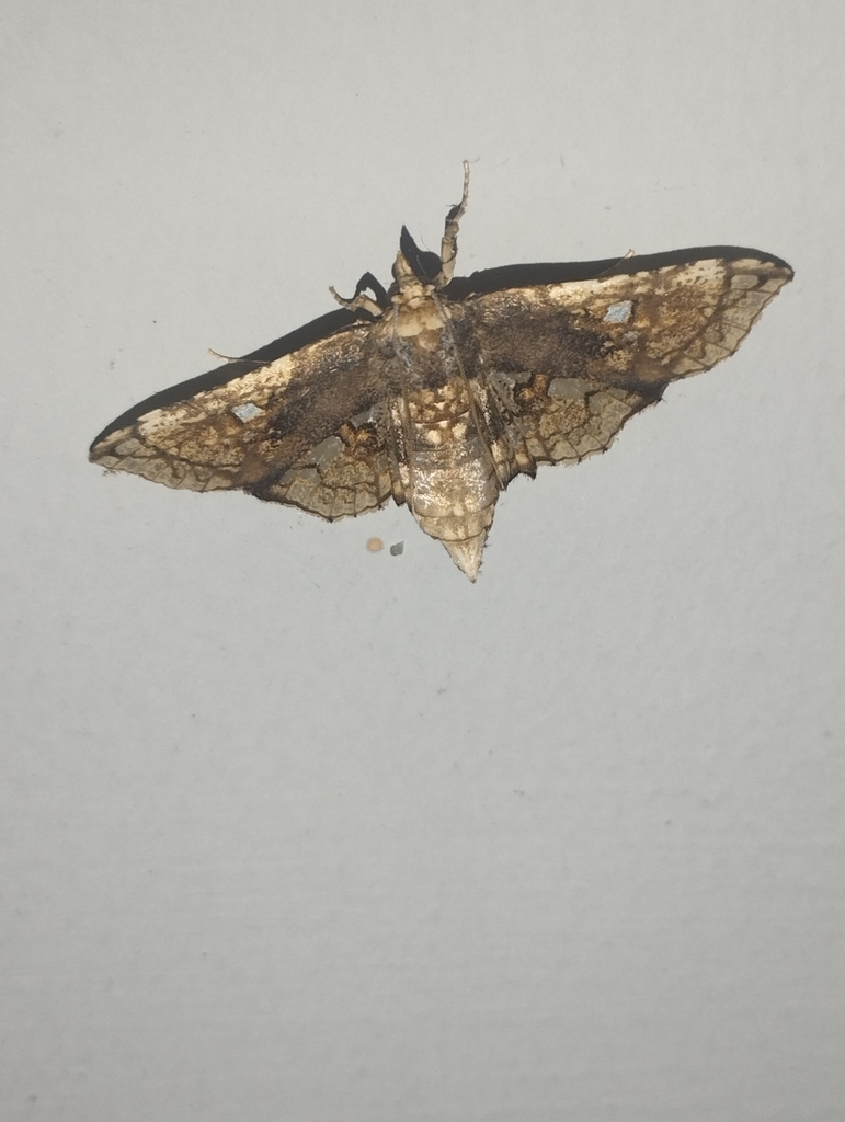 Omphisa anastomosalis from X29W+MM9, Kutta, Karnataka 571250, India on ...