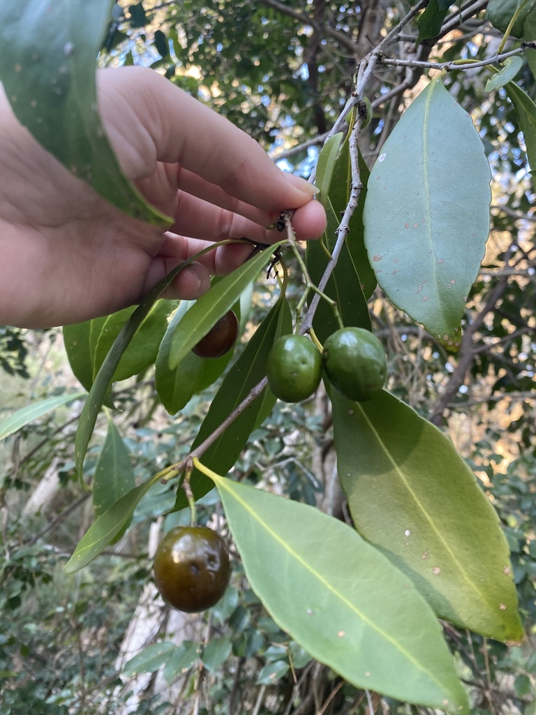 Elaeodendron melanocarpum from O'Connell, QLD, AU on October 29, 2023 ...
