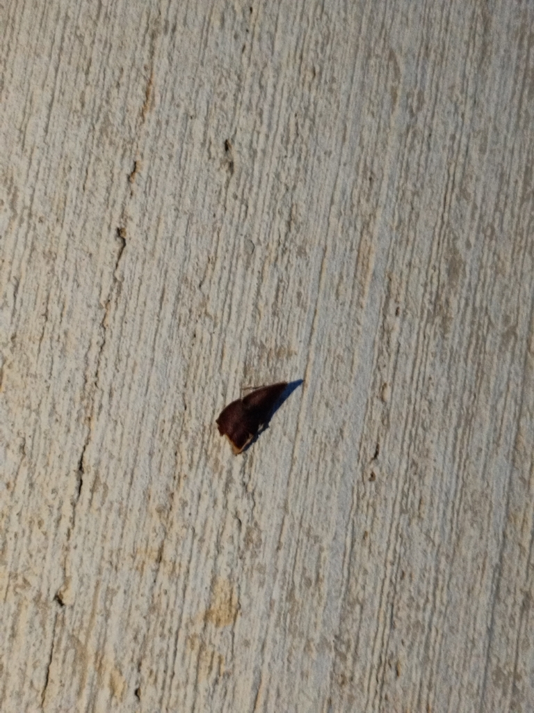 Teak Defoliator from PH6R+VR, Chindepalle, Andhra Pradesh 517619, India ...