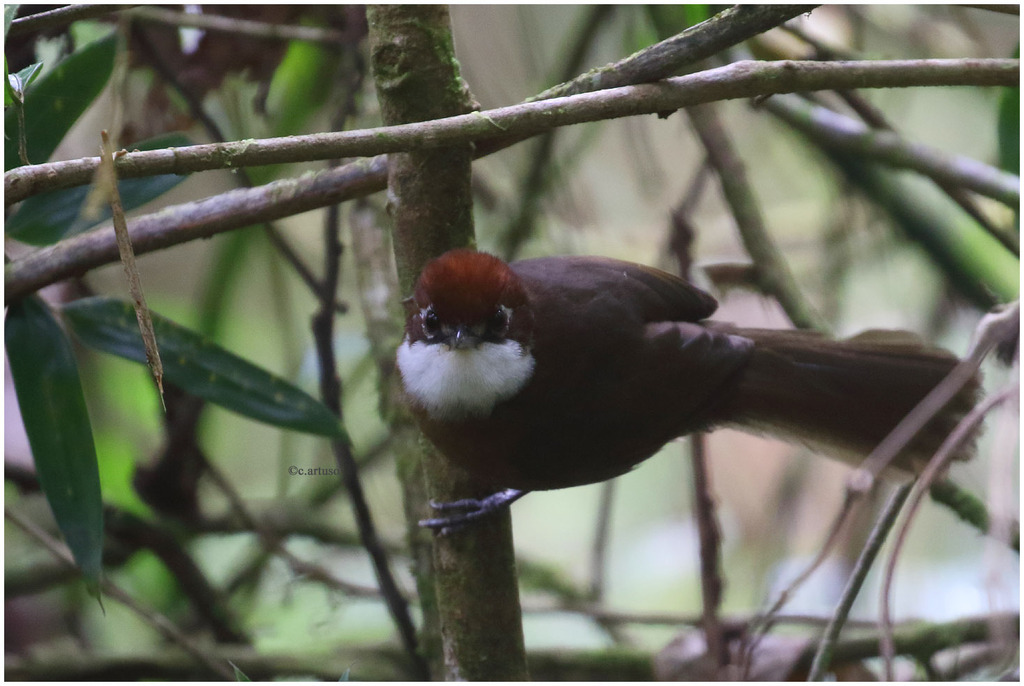 White-throated Oxylabes from Laroka Forest, Madagascar on September 25, 2023 at 08:59 PM by ...