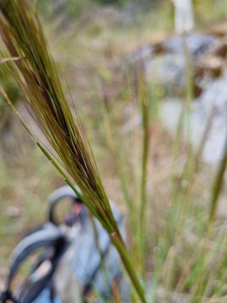 Common Wallaby-grass from Ocean Beach WA 6333, Australia on October 28 ...