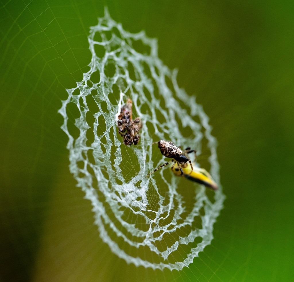 True Hoppers from XG4P+2X8 Jaguli Grassland, Haringhata Farm, West ...