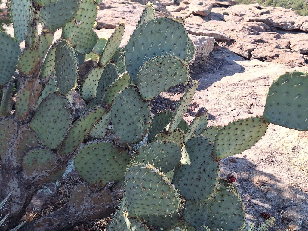 Prickly Pears from Tonto National Forest on October 26, 2023 at 09:36 ...