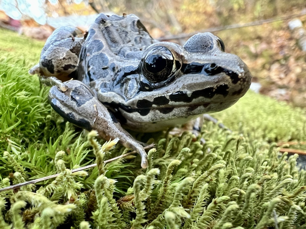 Pickerel Frog from Sugar Hill, NH, US on October 28, 2023 at 04:57 PM ...