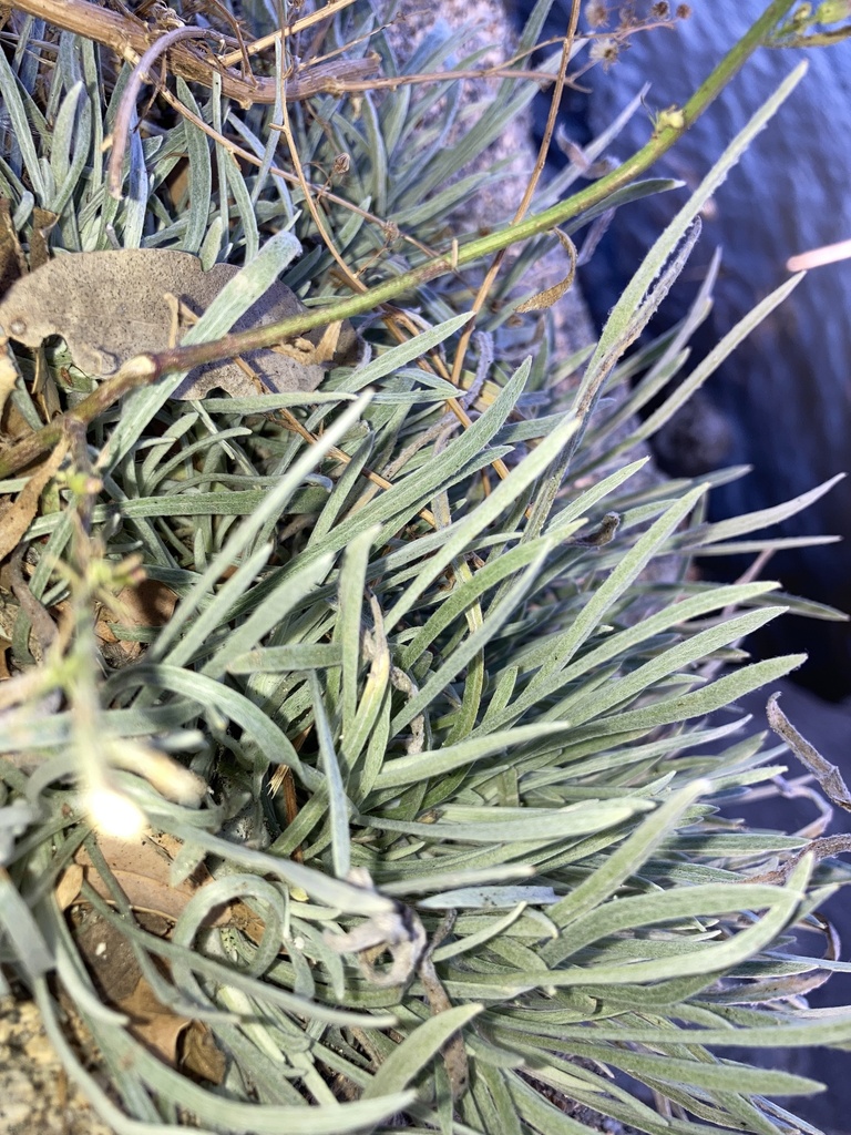 Fragrant Everlasting from San Bernardino National Forest, Mountain ...