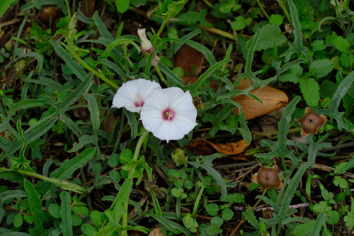 Variety Convolvulus equitans lindheimeri · iNaturalist
