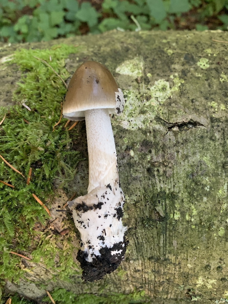 Western Grisette from Alpine, North Vancouver, BC, CA on October 28 ...