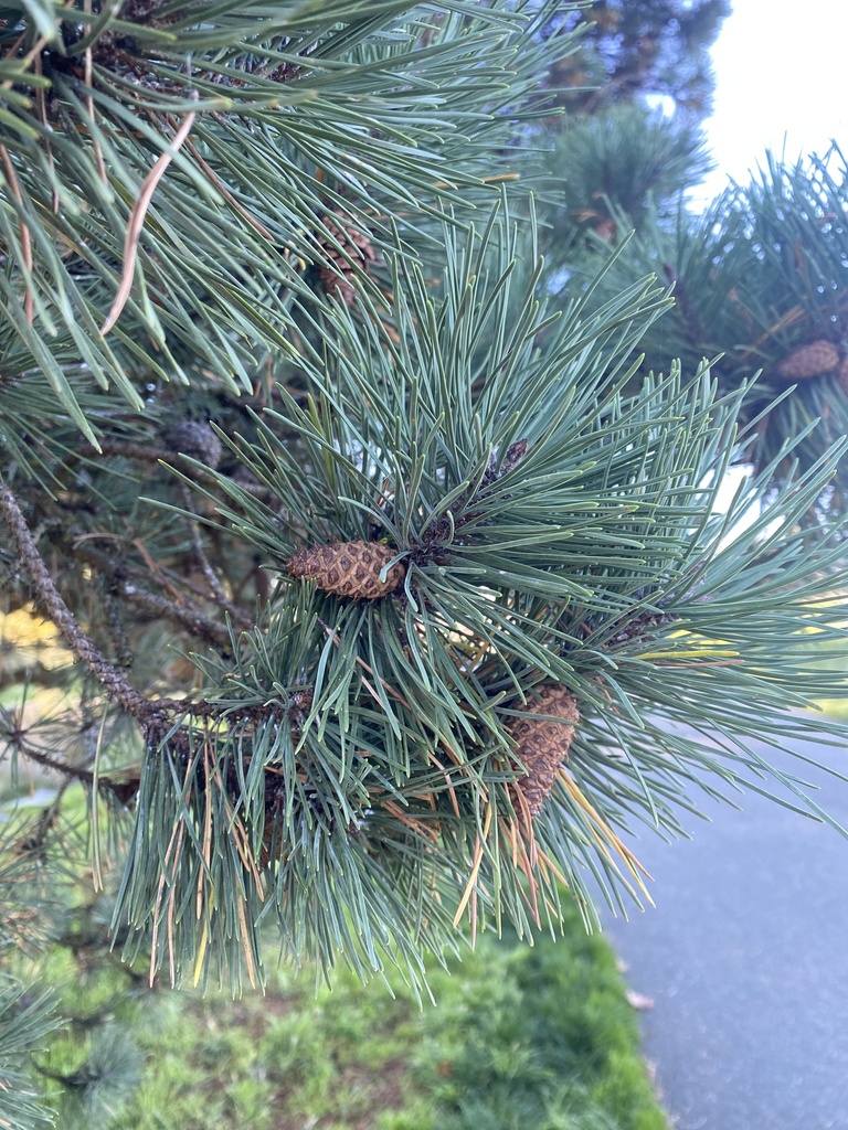 lodgepole pine from Maple Leaf Reservoir Park, Seattle, WA, US on ...