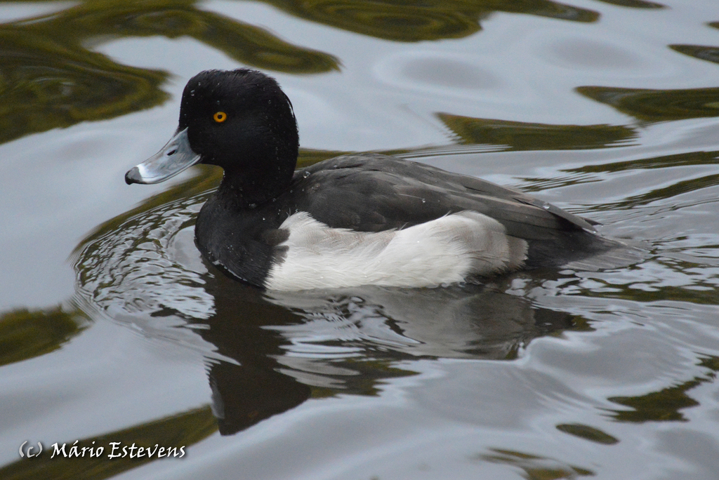 Tufted Duck from Dublin, Irlanda on October 26, 2023 at 05:41 PM by ...