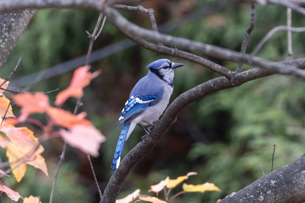 Blue Jay from Squirrel Hill North, Pittsburgh, PA, USA on October 28 ...