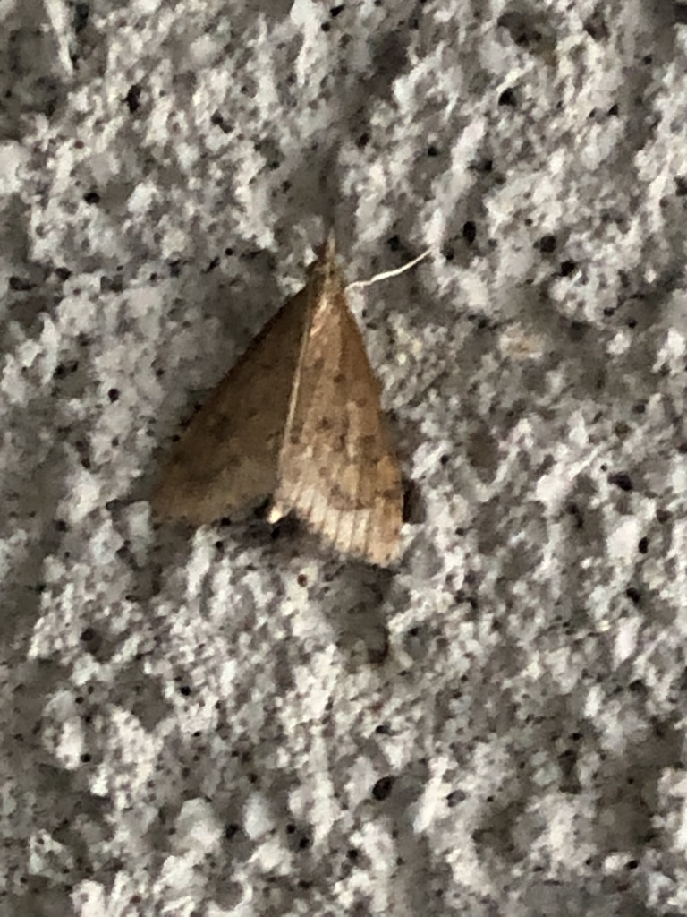 Celery Leaftier Moth from North Carolina Aquariums, Kure Beach, NC, US ...