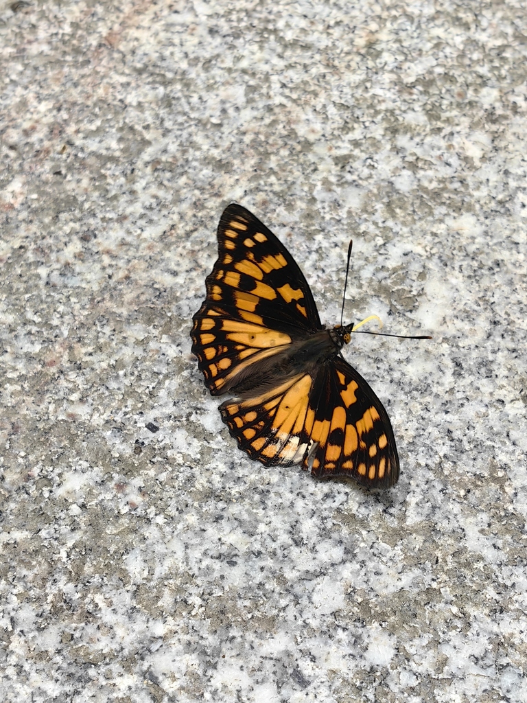 Sephisa princeps from 老河沟 on July 24, 2023 at 11:48 AM by Joy Wang 王穆清 ...