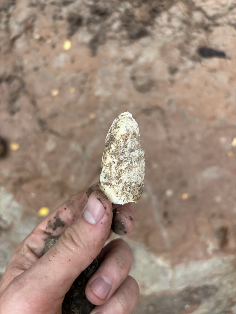 Yellow Sandshell in October 2023 by Evan Trees · iNaturalist