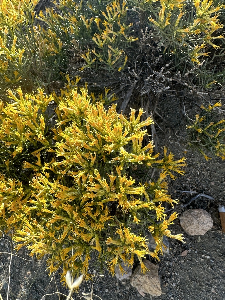 Green Rabbitbrush from Keys View, Desert Hot Springs, CA, US on October ...