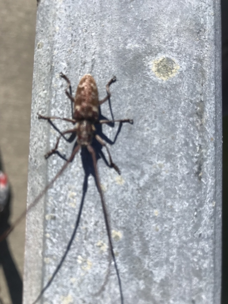 Monochamus from Mad River, Blue Lake, CA, US on October 29, 2023 at 01: ...