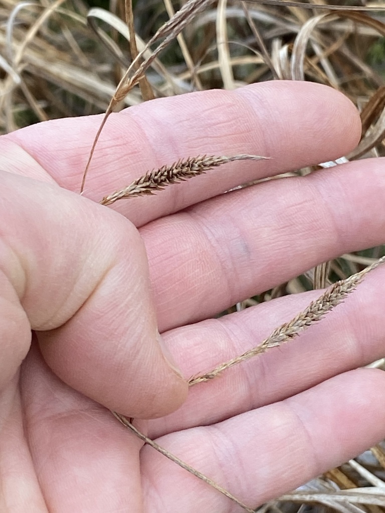 long-bracted tussock sedge in October 2023 by Sharon Snyder · iNaturalist