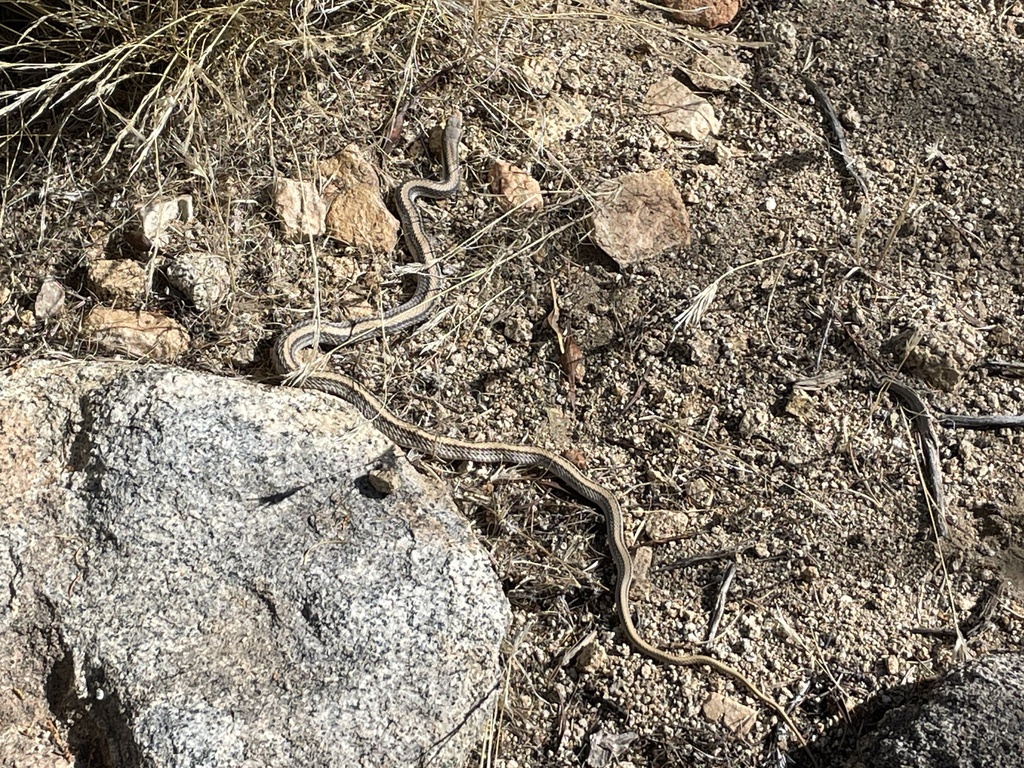 Western Patch-nosed Snake from Yavapai County, AZ, USA on October 23 ...