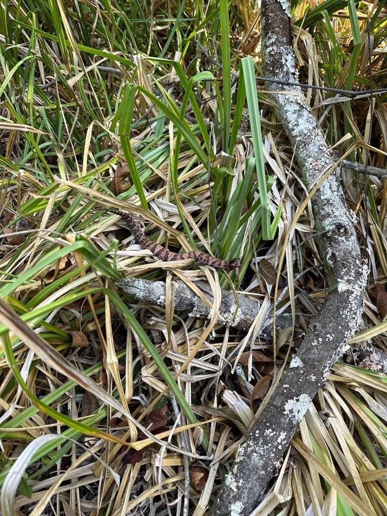 Northern Cottonmouth from St Gabriel, LA, USA on October 19, 2023 at 10 ...