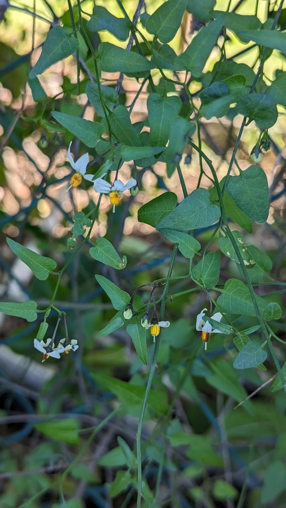 Texas nightshade from Los Querubines, Santiago, N.L., México on October ...