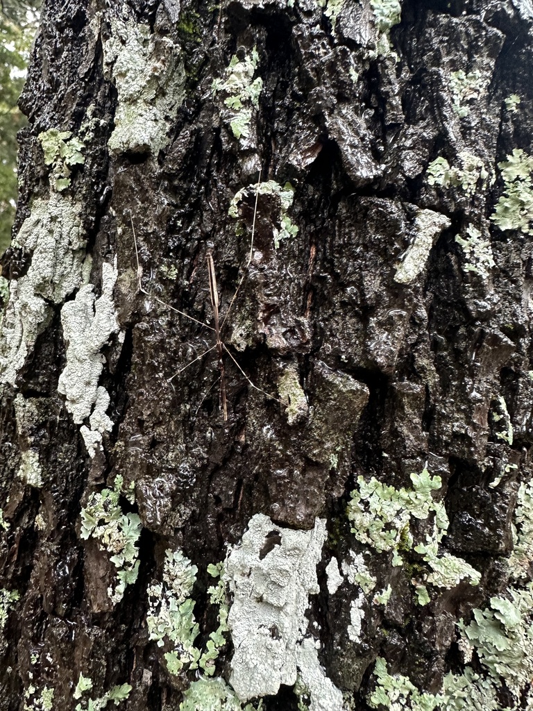 Winged and Once-winged Insects from Forest Hills Dr, Mountain Home, AR ...