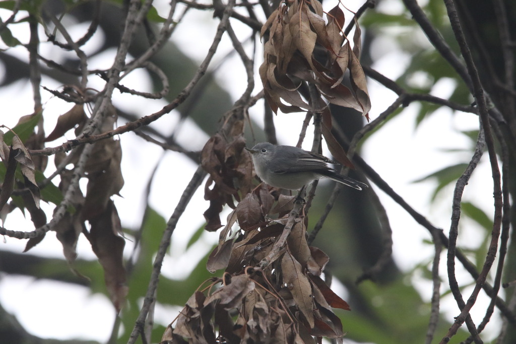 Blue-gray Gnatcatcher from Bosque de Chapultepec II Secc, 11100 Ciudad ...