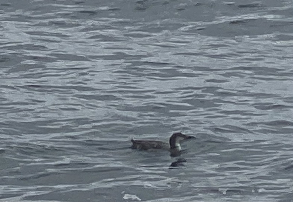 Common Loon from Out Beach Access Rd, Homer, AK, US on October 29, 2023 ...