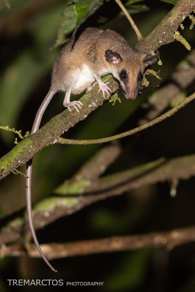 Slender Opossums from Pantiacolla Lodge, Peru on December 31, 2021 at ...