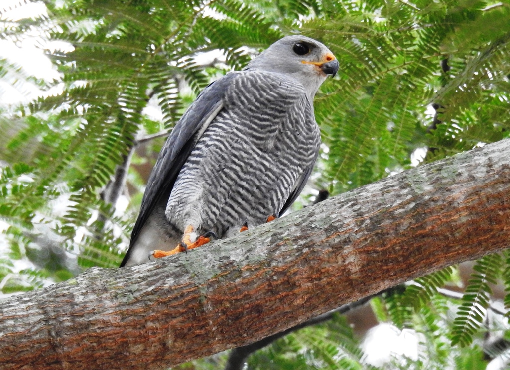 Gray Hawk from Campisa, San Pedro Sula 21101, Honduras on October 19 ...