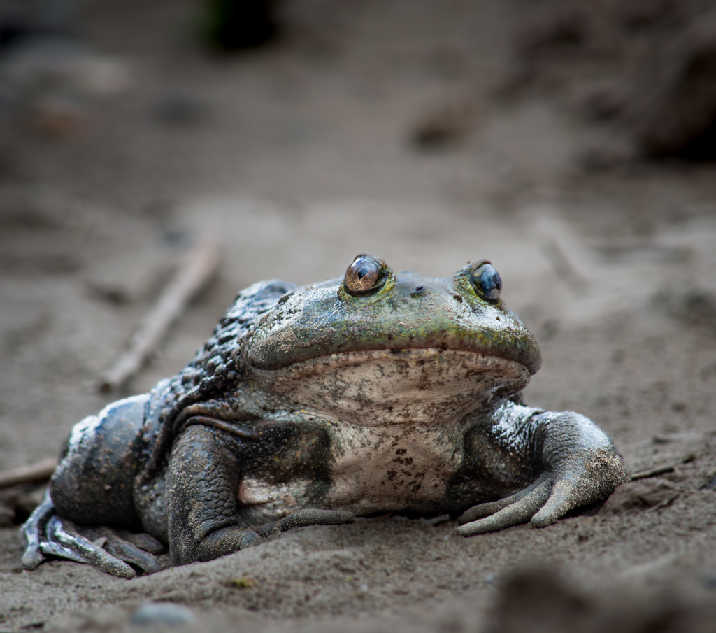 Helmeted Water Toad in October 2023 by Wer - Nature · iNaturalist