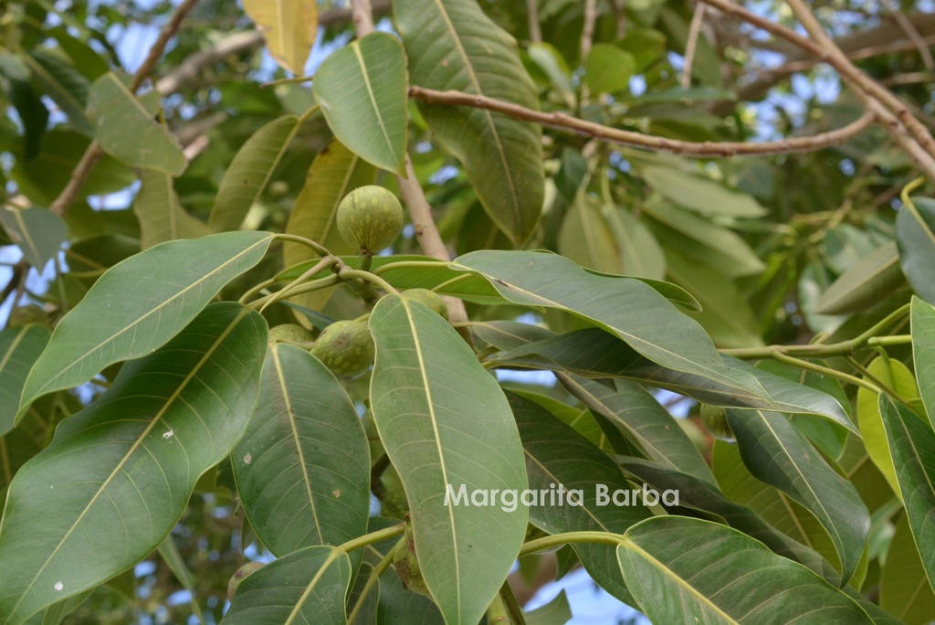 Wild Fig from Ahome, Sin., México on June 20, 2016 at 10:14 AM by ...