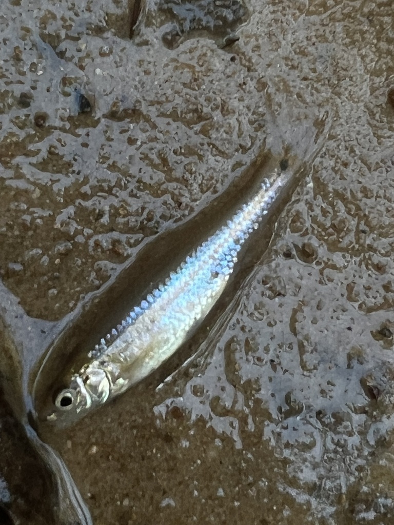 True Minnows from Polk County, US-TX, US on October 28, 2023 at 05:19 ...