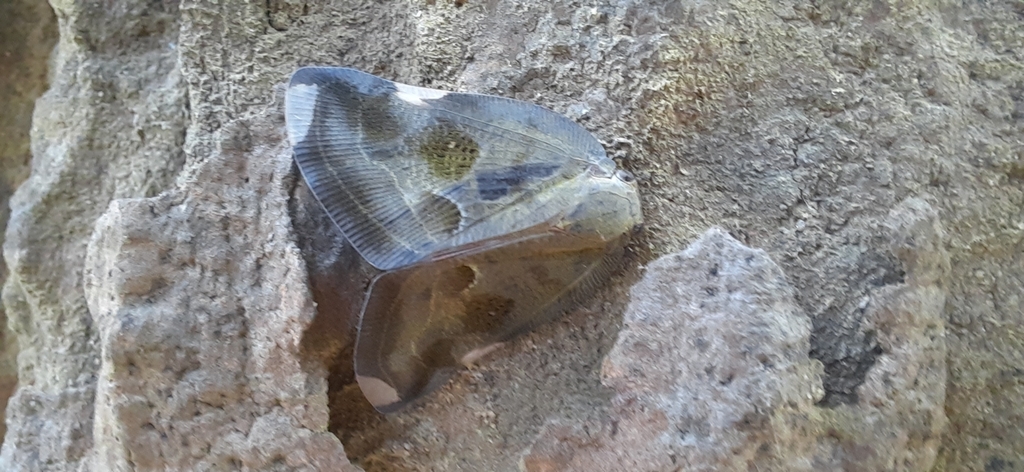 Ricania guttata from C4MJ+W33, Ringora, Dogadda Range, Uttarakhand ...