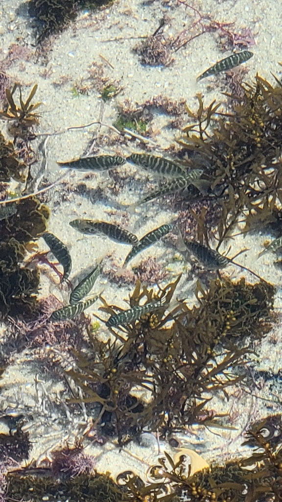 Zebra-perch Sea Chub from La Jolla, San Diego, CA, USA on October 29 ...