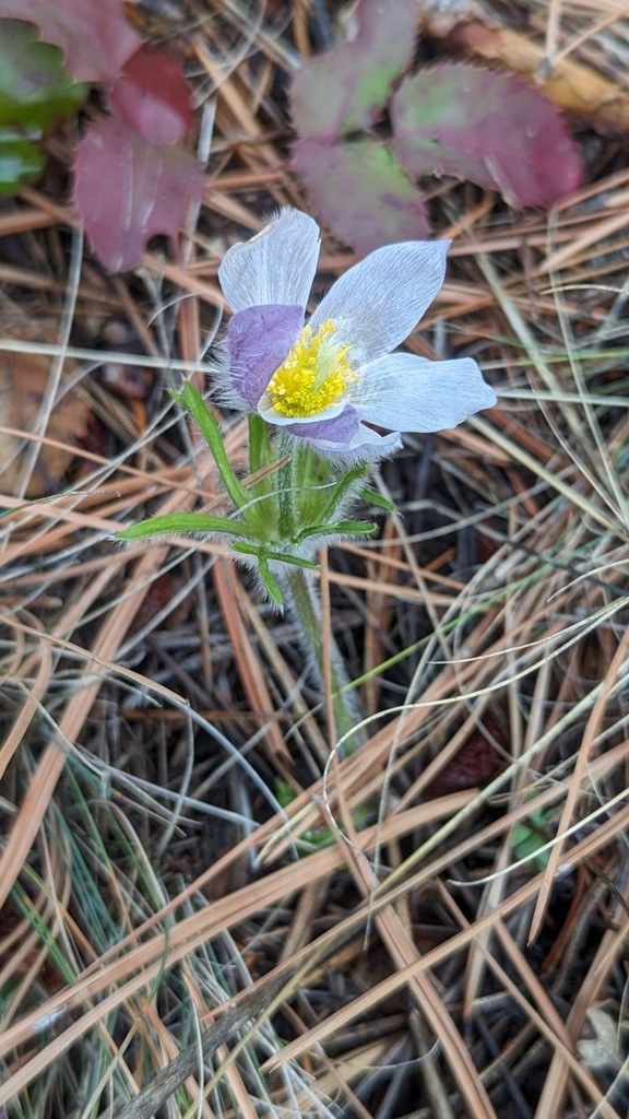 prairie pasqueflower from Zaugg Dr & Tremper Dr, Bonner-West Riverside ...
