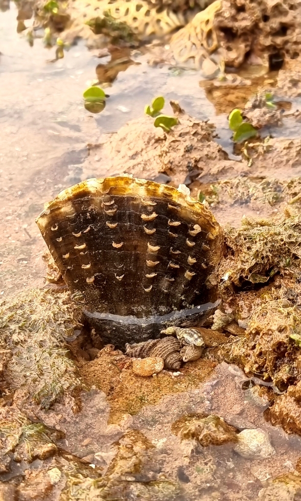 common razor clam from Port Hedland, WA, Australia on October 29, 2023 ...