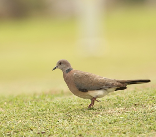 Philippine Collared Dove (Streptopelia dusumieri) · iNaturalist United ...