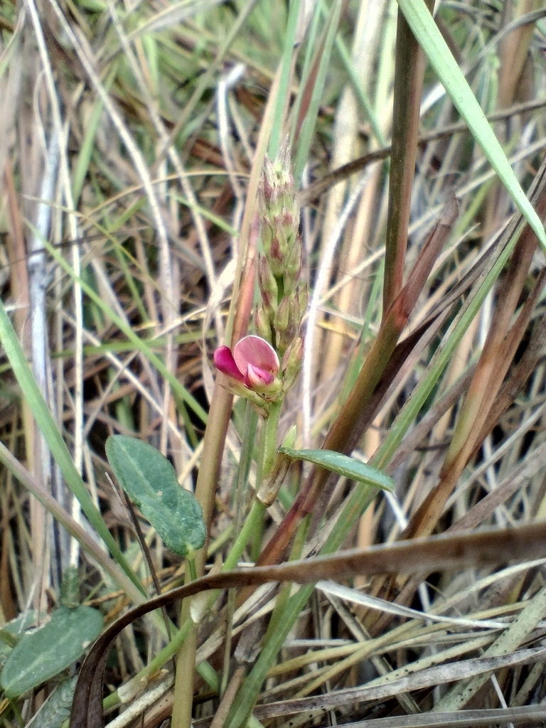 Faboideae from RQP5+PPP, Bikkanahalli, Karnataka 562125, India on October 30, 2023 at 12:31 PM ...