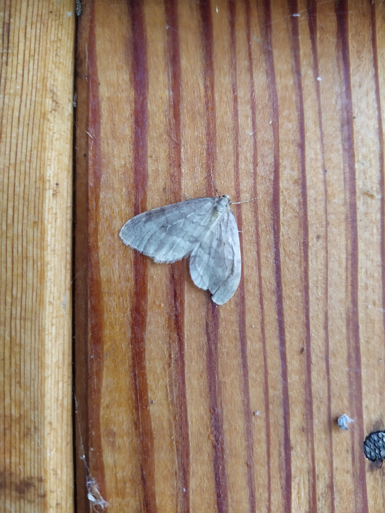 Northern Winter Moth from д. 51, Брыкин Бор, Рязанская обл., Россия ...