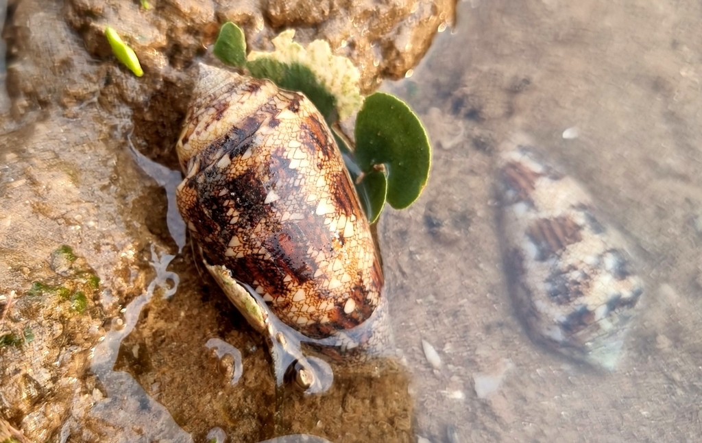 Queen Victoria Cone from Port Hedland, WA, Australia on October 30 ...