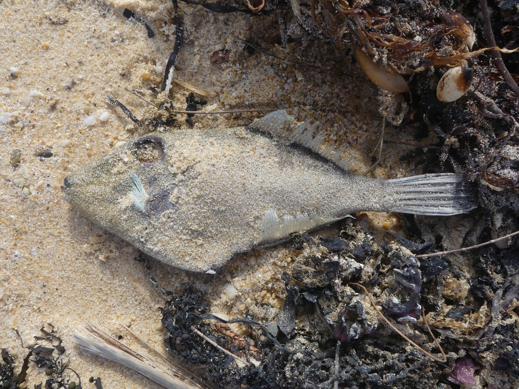 Rough Leatherjacket from J37C+P6, Wallaga Lake NSW 2546, Australia on ...