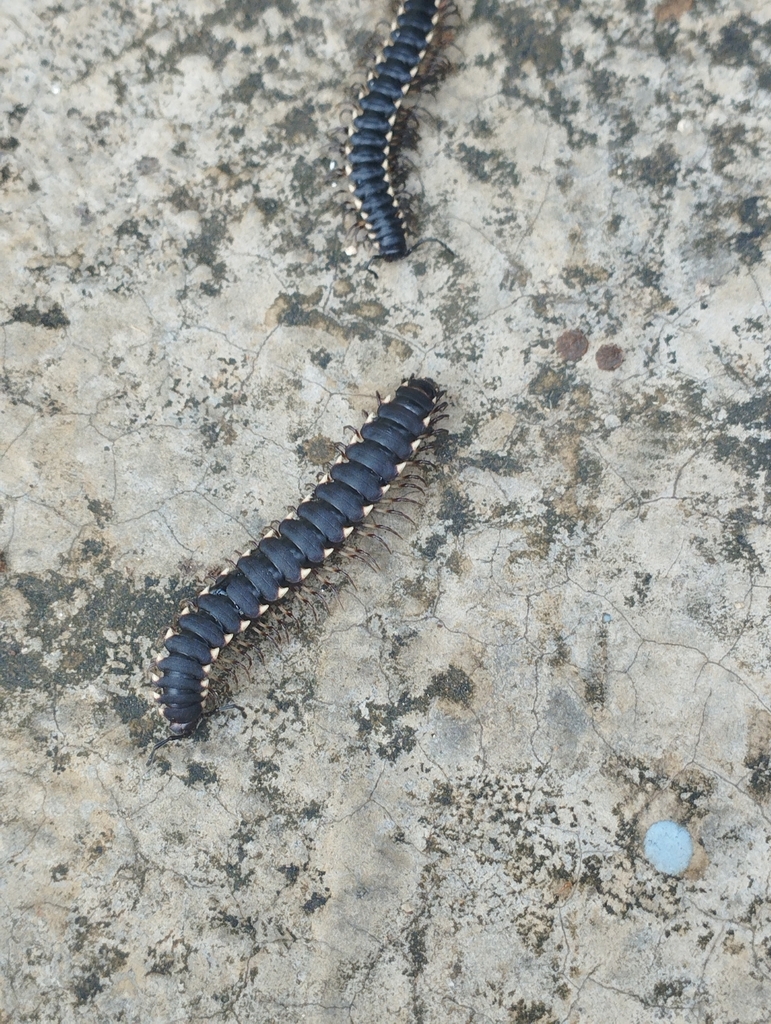 Flat-backed Millipedes from PH5V+9H7, Chindepalle, Andhra Pradesh ...