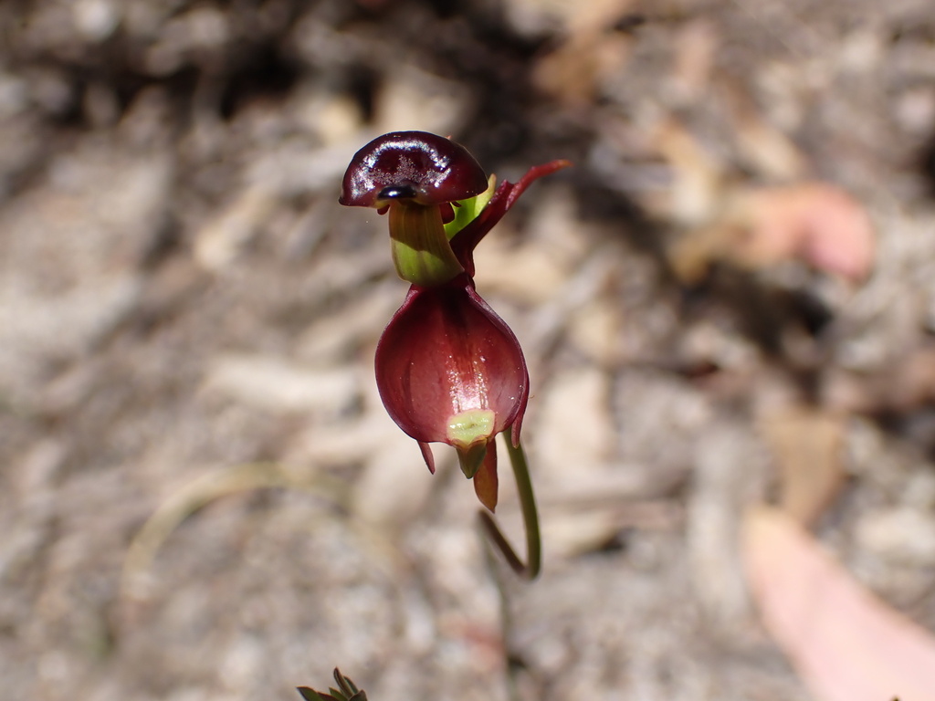 Large Flying Duck Orchid in October 2023 by Xela Notsni · iNaturalist