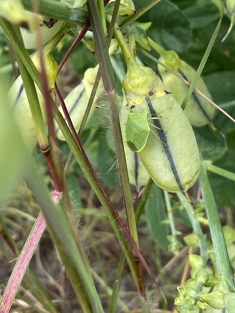 Southern Green Stink Bug from Broxton Bridge Hwy, Ehrhardt, SC, US on ...