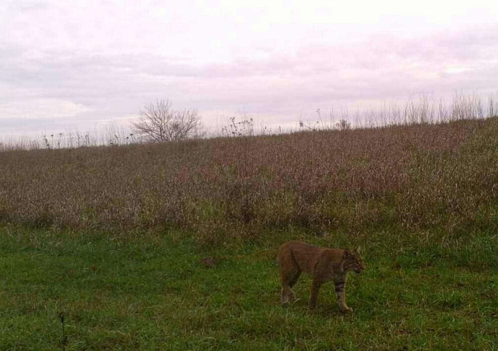 Eastern Bobcat from Western, WV, USA on September 12, 2013 by Brandon ...