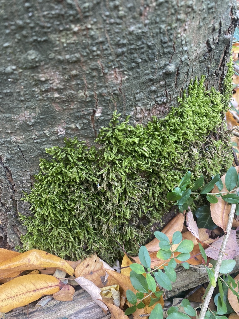 tree-skirt moss from West Hills Park, Knoxville, TN, US on October 30 ...